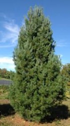 Most Popular Fast Growing Trees - Arbor Hill Trees OmahaArbor Hill ...