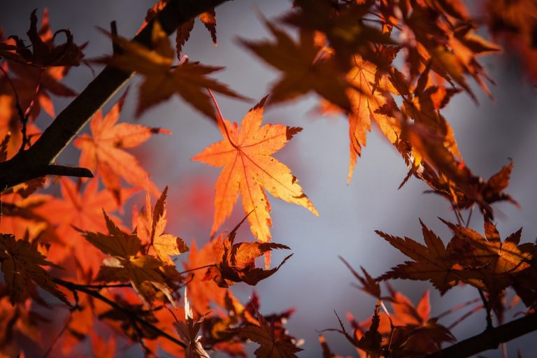 Best Maple Trees for Fall Color | Arbor Hills Tree Nursery | Omaha ...