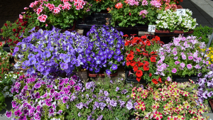 Planting Late Spring Annuals & Flowers | Arbor Hills Tree Nursery ...