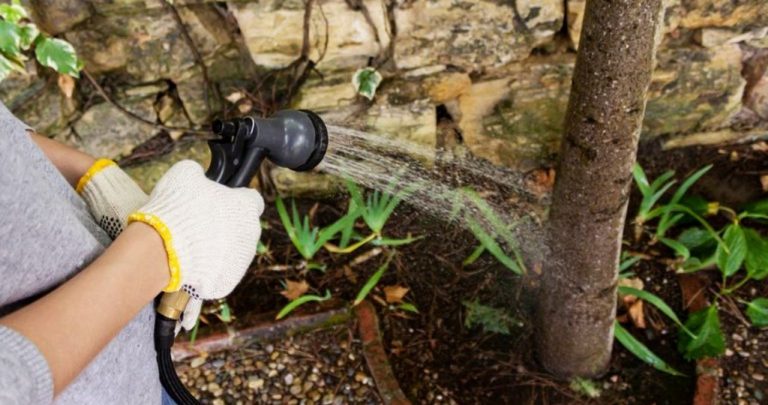 How Often Should You Water Your Trees? | Arbor Hills Trees | Omaha ...