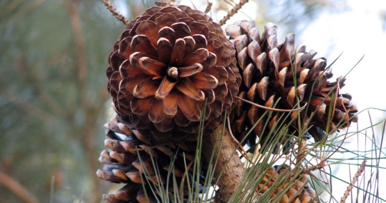 How to Tell Conifers Apart | Arbor Hill Trees | Omaha, NebraskaArbor ...