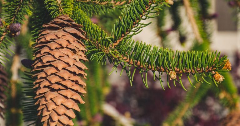 What’s Wrong with My Spruce Tree? - Arbor Hill Trees Omaha BlogArbor ...