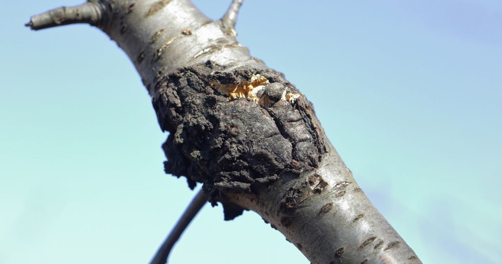Lumps and Growth On Trees: What Do They Mean?Arbor Hill Trees Omaha Blog