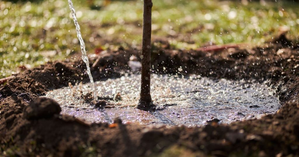 How to Water Your Trees Like a Pro This Summer - Arbor Hill Trees ...