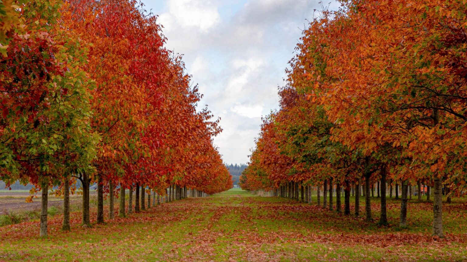 Omaha's Best Fall Color Trees: Expert Tips for Planning Autumn ...