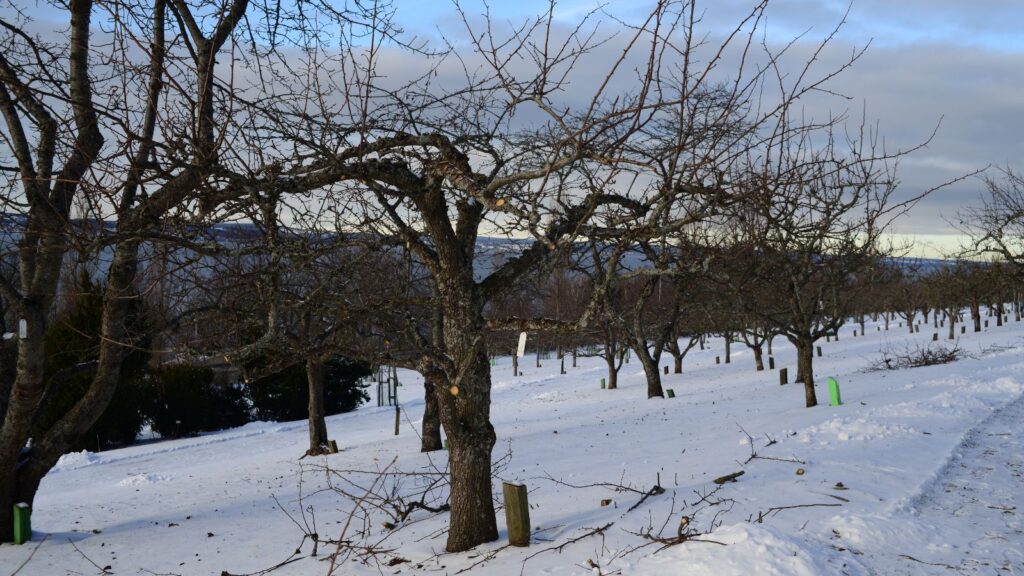 Tree Dormancy: The Science of What Your Trees Are Doing All WinterArbor ...