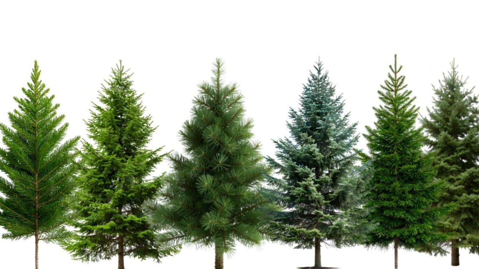 Best Evergreens for Privacy and Wind Breaks in Home LandscapesArbor ...