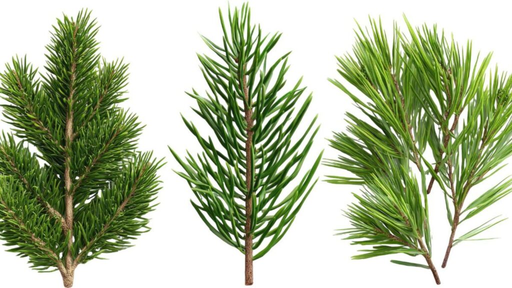 Where Can You Find Spruce, Pine & Arborvitae Trees for an Omaha Yard ...