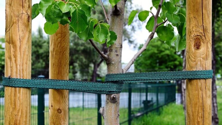 Staking Young Trees in Midwest Winds: Best PracticesArbor Hill Trees ...